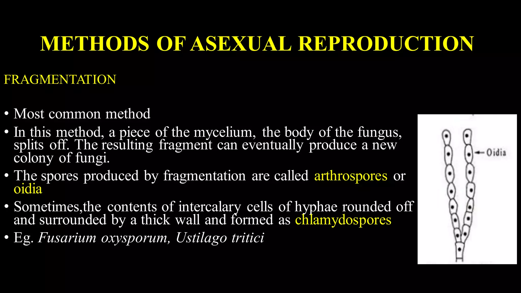 ASEXUAL REPRODUCTION IN FUNGI.pdf