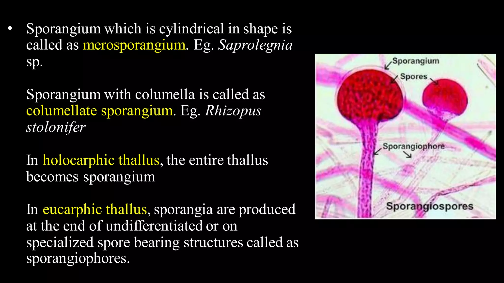 ASEXUAL REPRODUCTION IN FUNGI.pdf