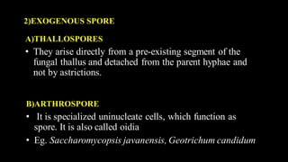 ASEXUAL REPRODUCTION IN FUNGI.pdf