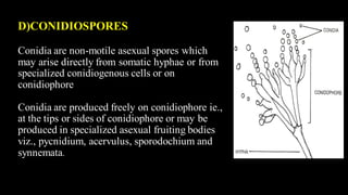 ASEXUAL REPRODUCTION IN FUNGI.pdf