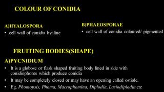 ASEXUAL REPRODUCTION IN FUNGI.pdf