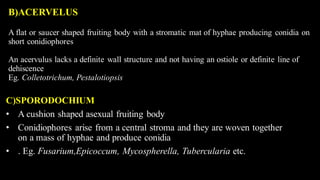 ASEXUAL REPRODUCTION IN FUNGI.pdf