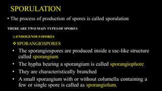 ASEXUAL REPRODUCTION IN FUNGI.pdf