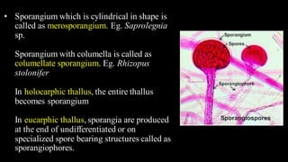 ASEXUAL REPRODUCTION IN FUNGI.pdf