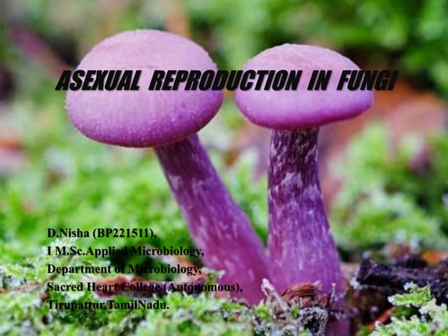 Asexual Reproduction In Fungi Ppt Pptx