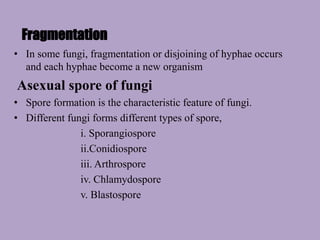 ASEXUAL REPRODUCTION IN FUNGI.ppt.pptx