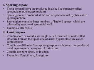 ASEXUAL REPRODUCTION IN FUNGI.ppt.pptx