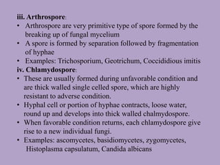 ASEXUAL REPRODUCTION IN FUNGI.ppt.pptx