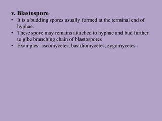 ASEXUAL REPRODUCTION IN FUNGI.ppt.pptx