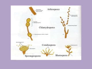 Fungi Asexual Reproduction