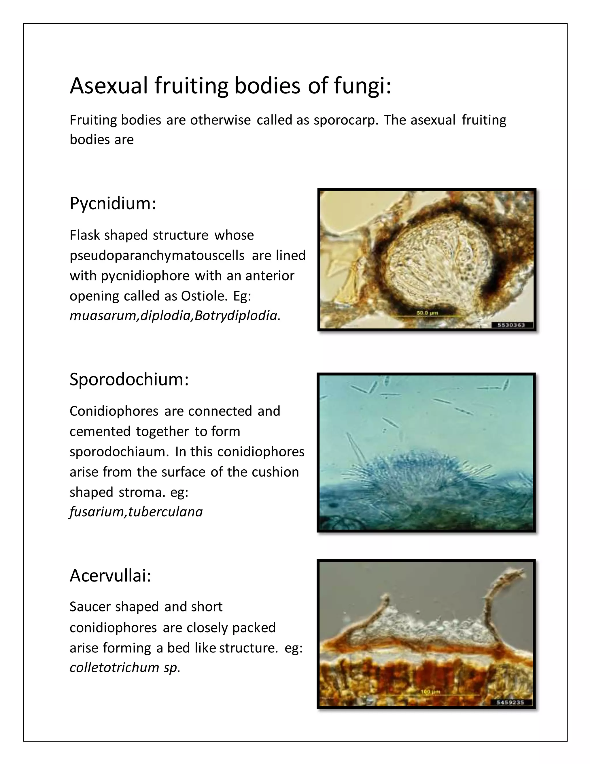 Asexual reproduction in_fungi[1] | DOCX