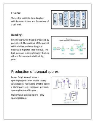 Asexual reproduction in_fungi[1] | DOCX | Reproductive Health ...