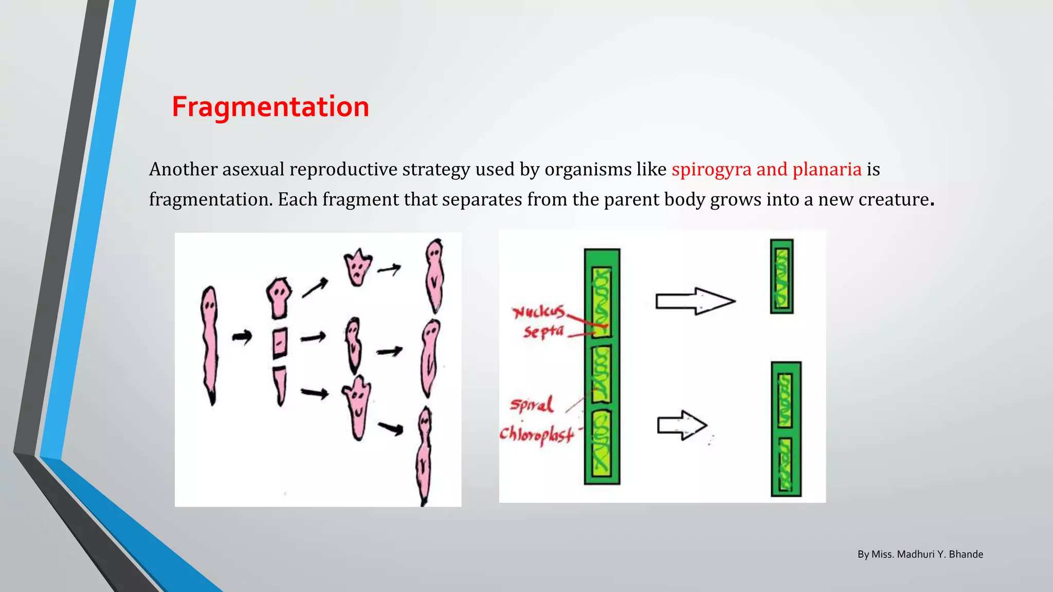 ASEXUAL REPRODUCTION IN LIVING ORGANISM.pptx | Infertility ...