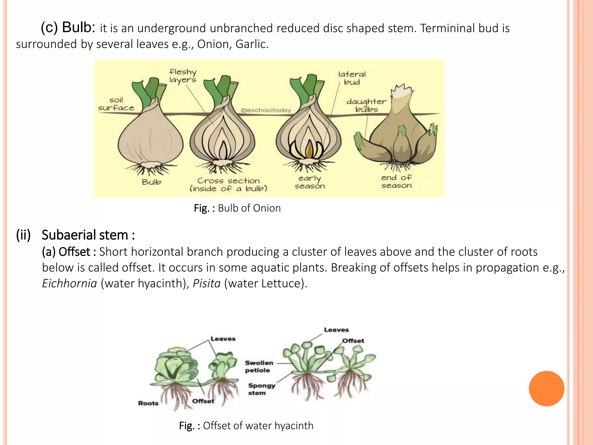 Asexual reproduction in Plant.pptx | Infertility | Reproductive Health