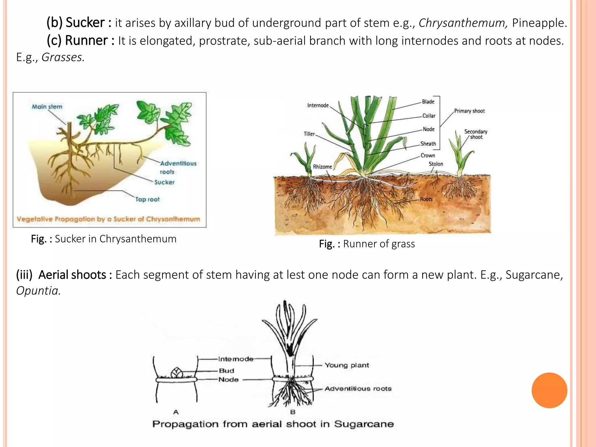 Asexual reproduction in Plant.pptx | Infertility | Reproductive Health