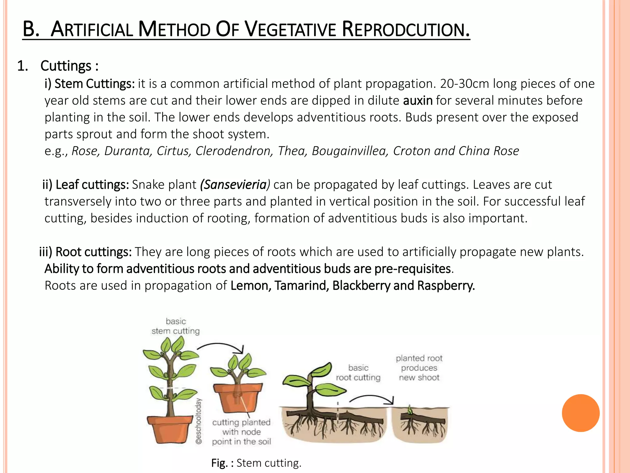 Asexual reproduction in Plant.pptx | Infertility | Reproductive Health