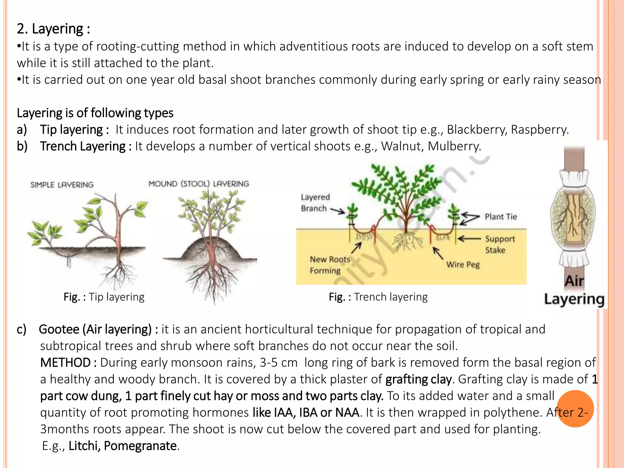 Asexual reproduction in Plant.pptx | Infertility | Reproductive Health