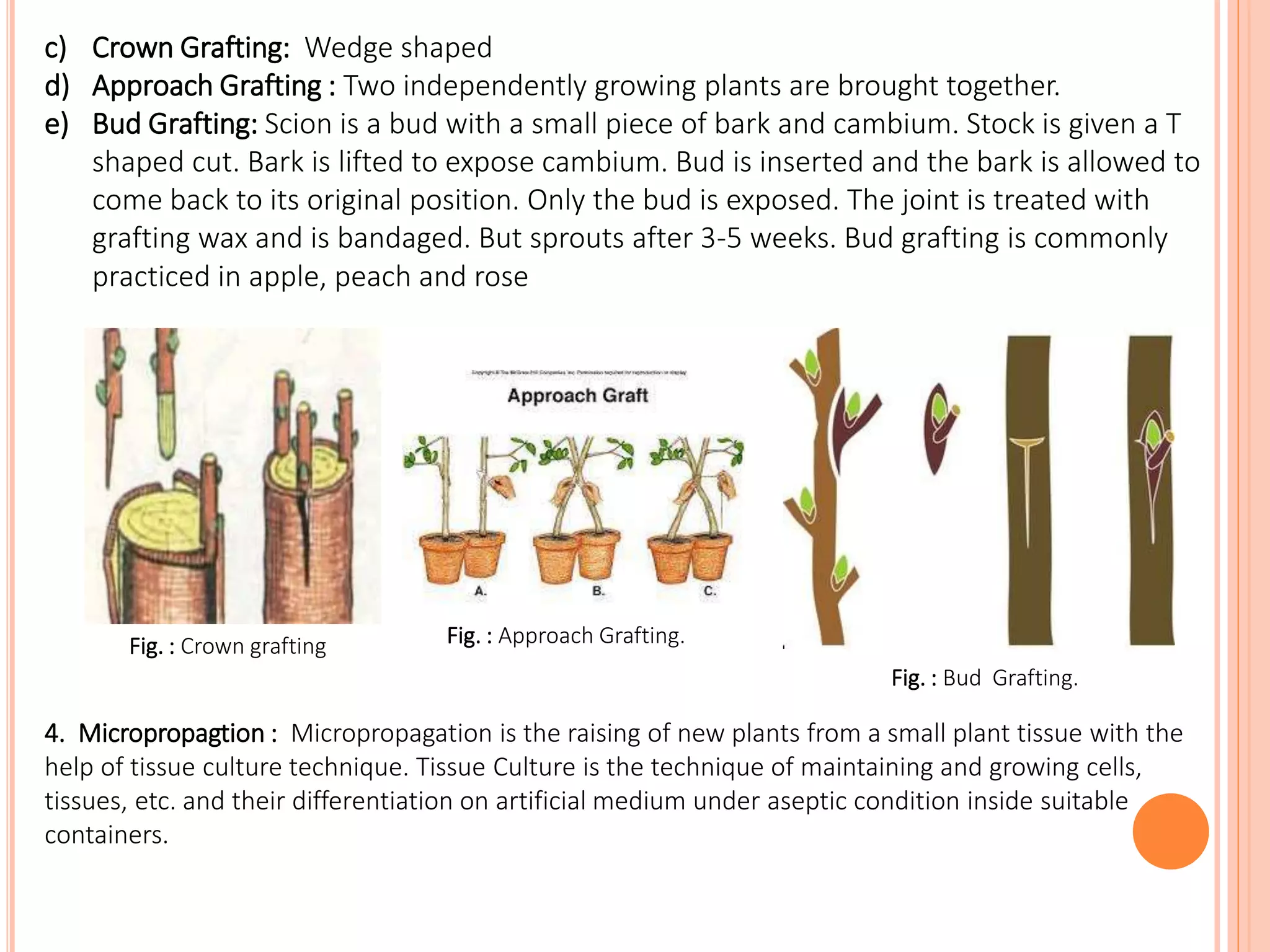 Asexual reproduction in Plant.pptx | Infertility | Reproductive Health