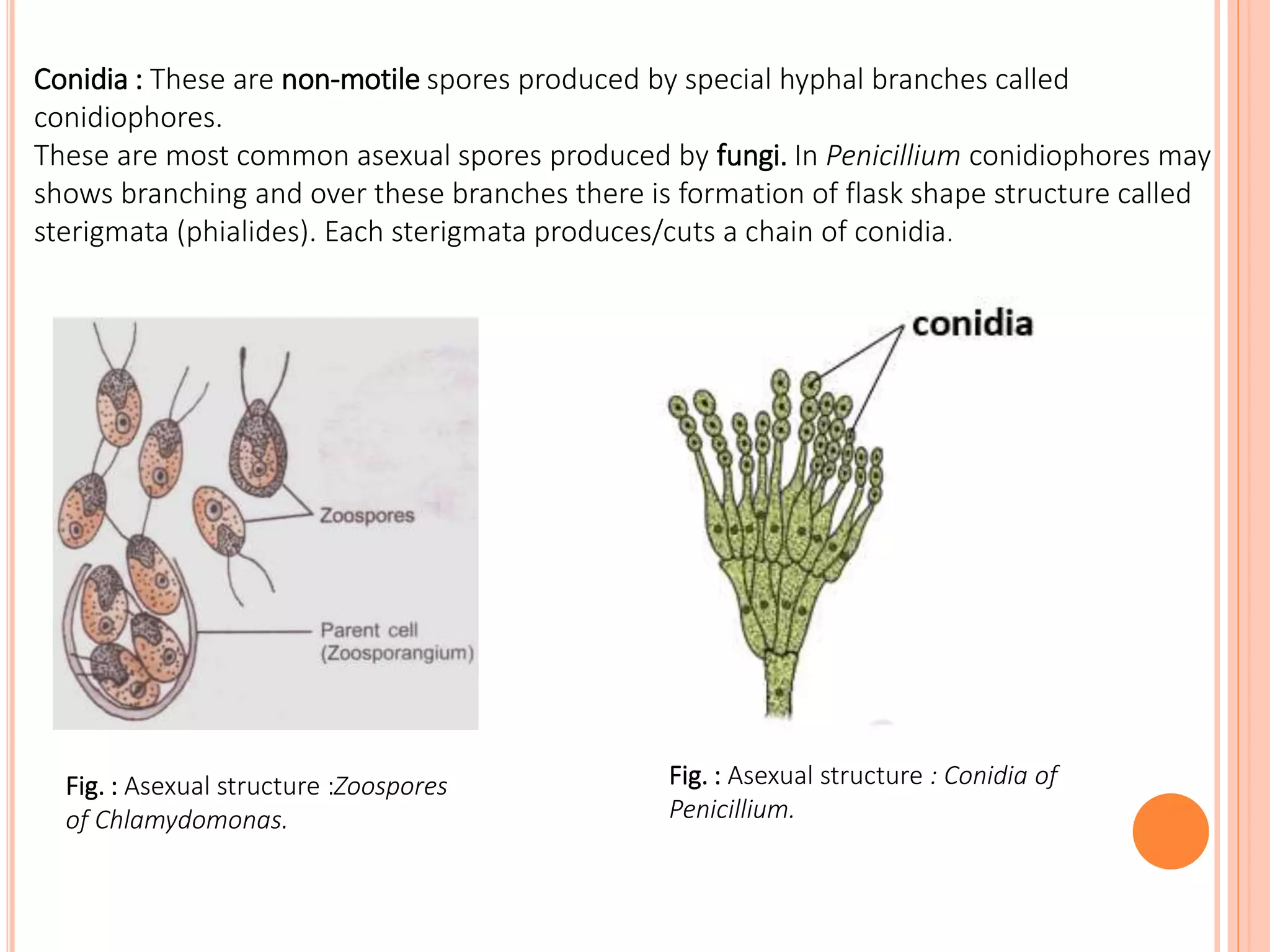 Asexual reproduction in Plant.pptx | Infertility | Reproductive Health
