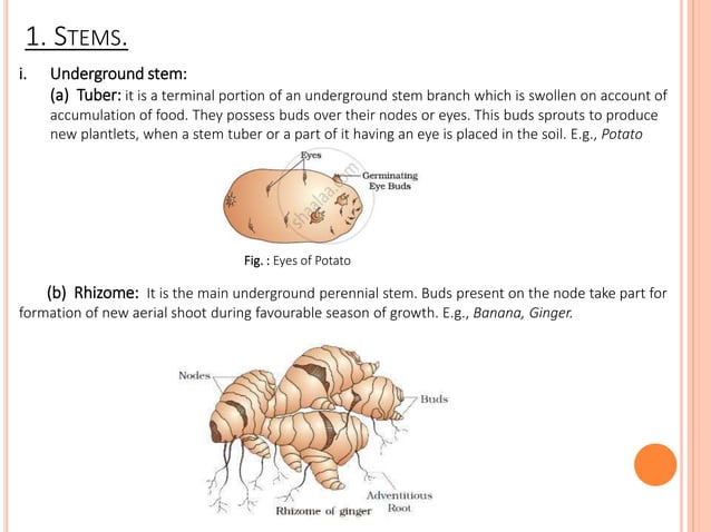 Asexual reproduction in Plant.pptx