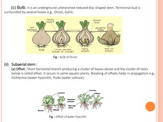 Asexual reproduction in Plant.pptx | Infertility | Reproductive Health