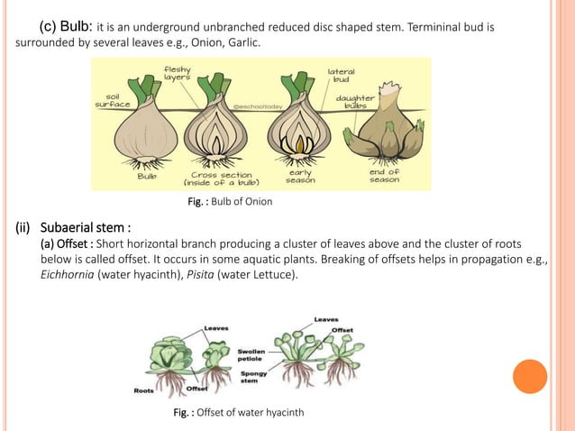 Asexual reproduction in Plant.pptx