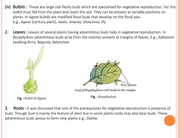 Asexual reproduction in Plant.pptx