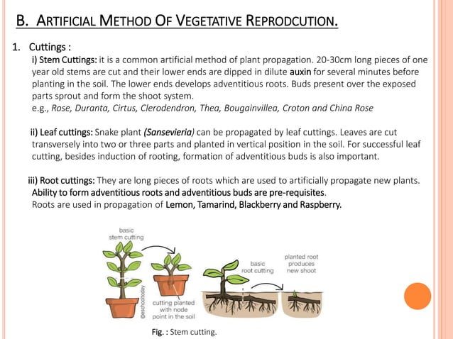 Asexual reproduction in Plant.pptx