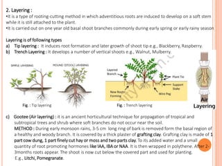 Asexual reproduction in Plant.pptx | Infertility | Reproductive Health