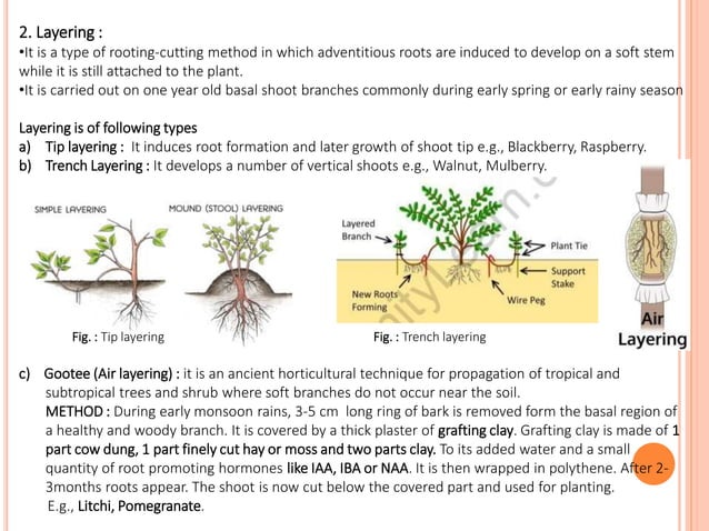 Asexual reproduction in Plant.pptx
