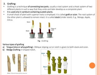Asexual reproduction in Plant.pptx | Infertility | Reproductive Health