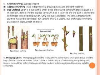 Asexual reproduction in Plant.pptx | Infertility | Reproductive Health