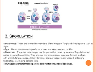 Asexual reproduction in Plant.pptx | Infertility | Reproductive Health