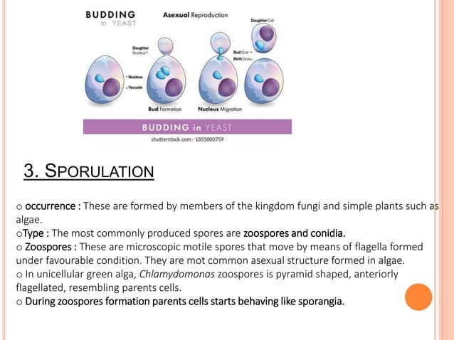 Asexual reproduction in Plant.pptx