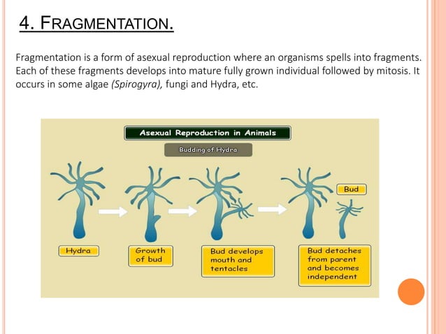 Asexual reproduction in Plant.pptx