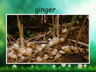 Asexual reproduction in plants | PPTX