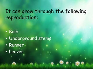 Asexual reproduction in plants | PPTX