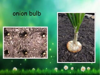 Asexual reproduction in plants | PPTX