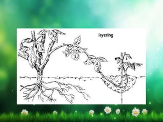 Layering Reproduction