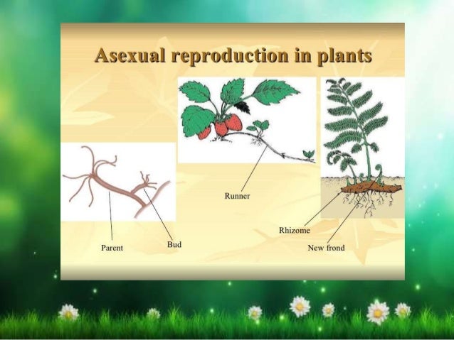 Asexual reproduction in plants