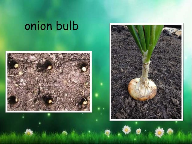 Asexual reproduction in plants