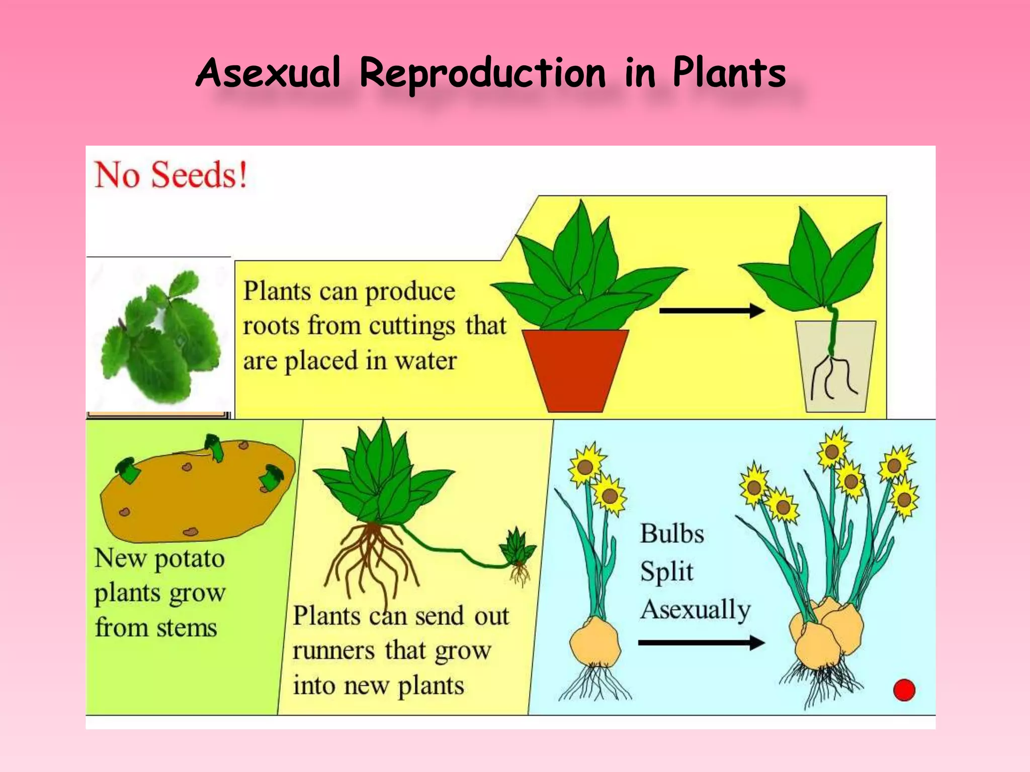 Asexual reproduction in plants | PPTX