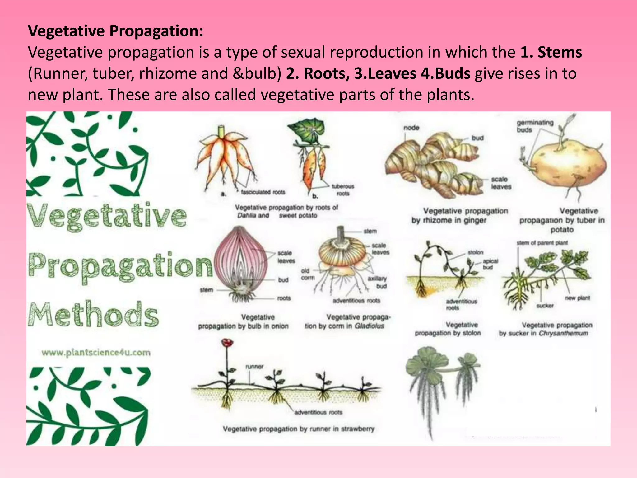 Asexual reproduction in plants | PPTX