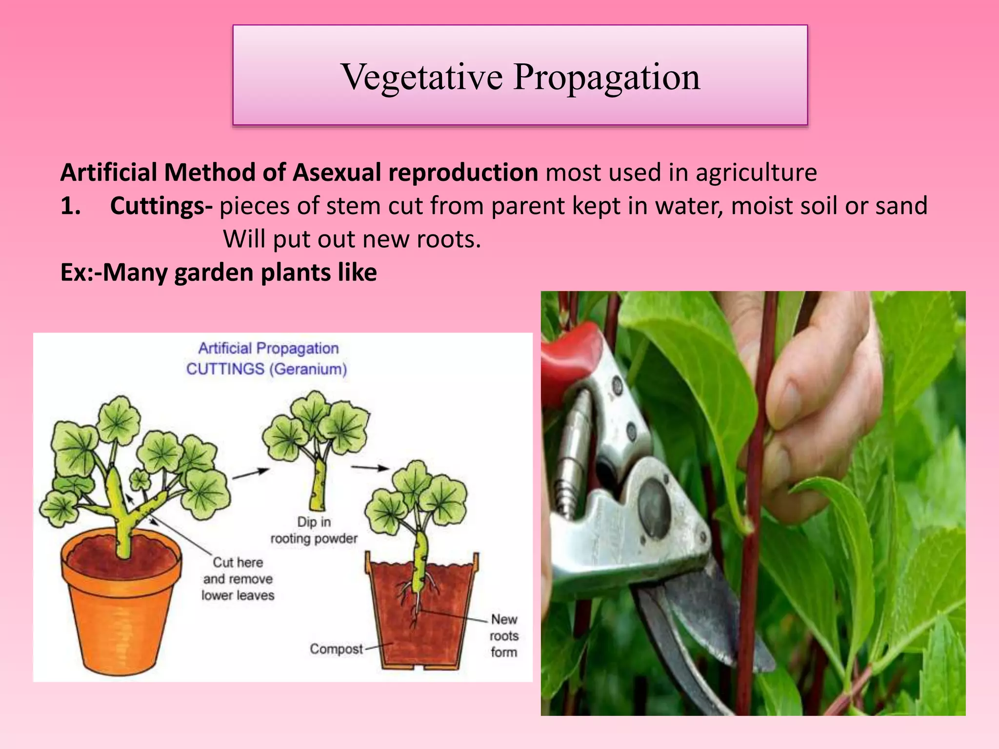 Asexual reproduction in plants | PPTX