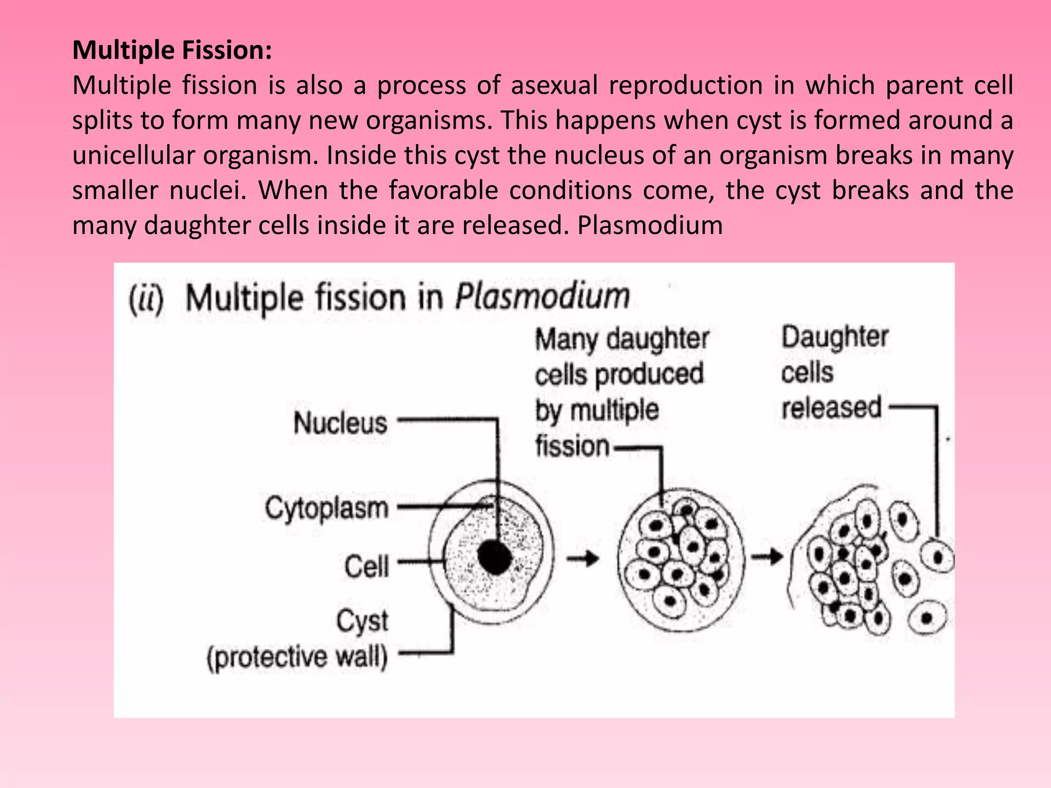 Asexual reproduction in plants | PPTX