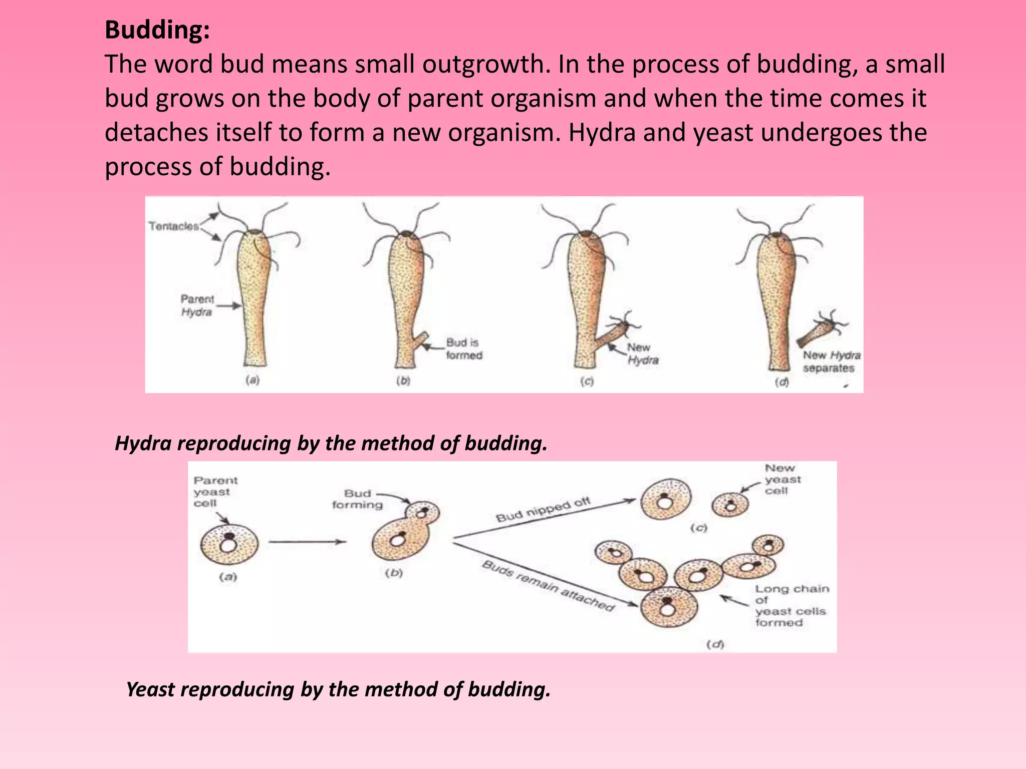 Asexual reproduction in plants | PPTX