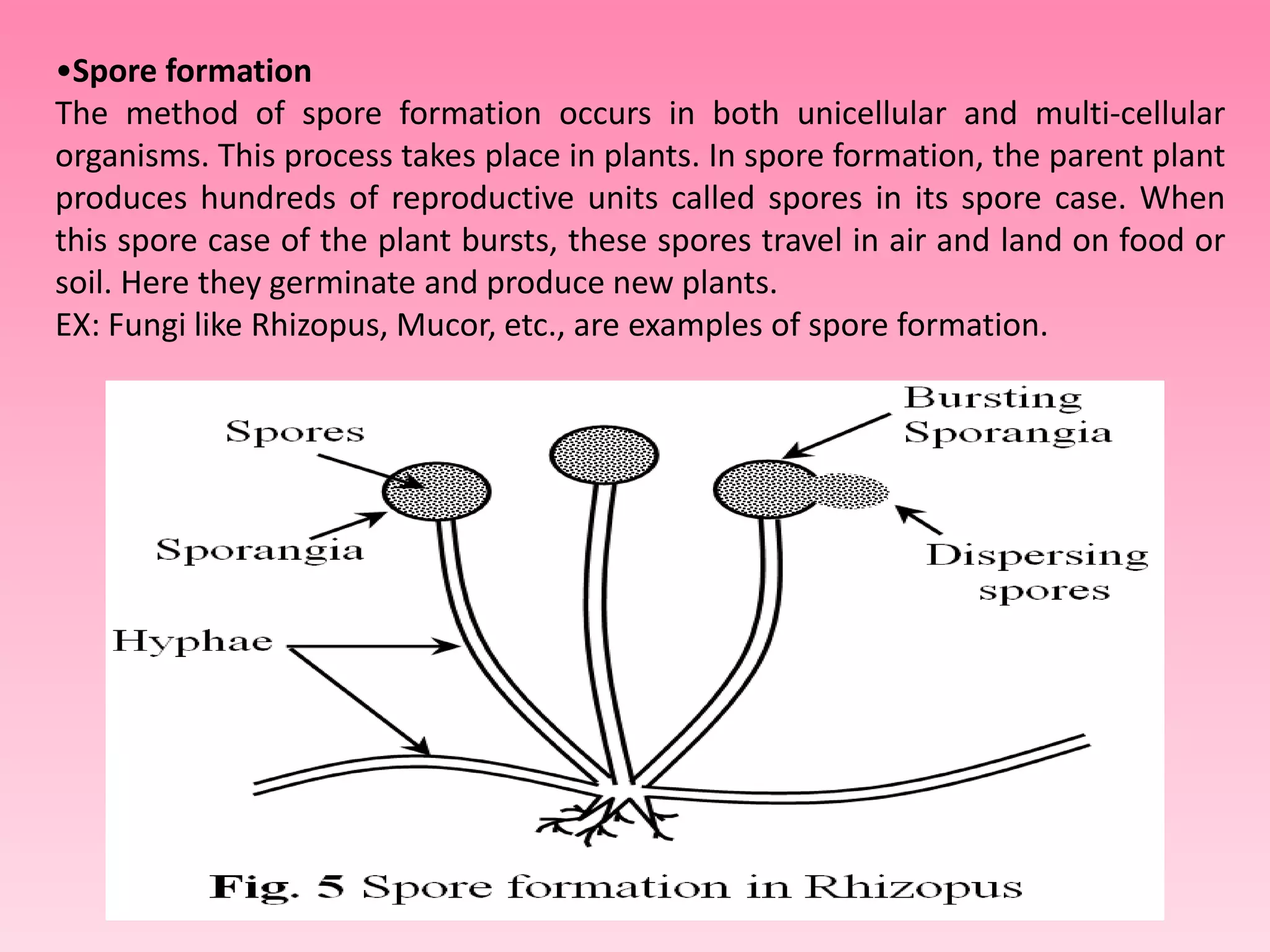 Asexual reproduction in plants | PPTX