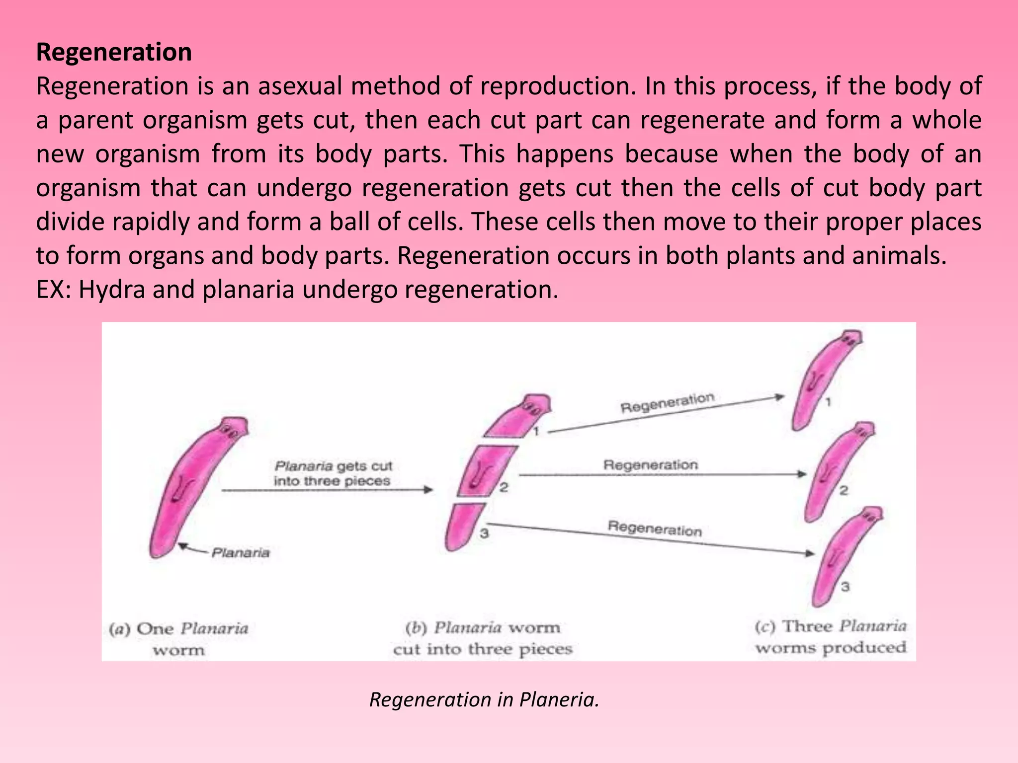 Asexual reproduction in plants | PPTX