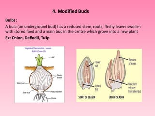 Asexual reproduction in plants | PPTX