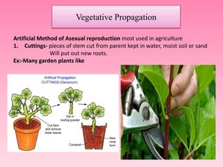 Asexual reproduction in plants | PPTX